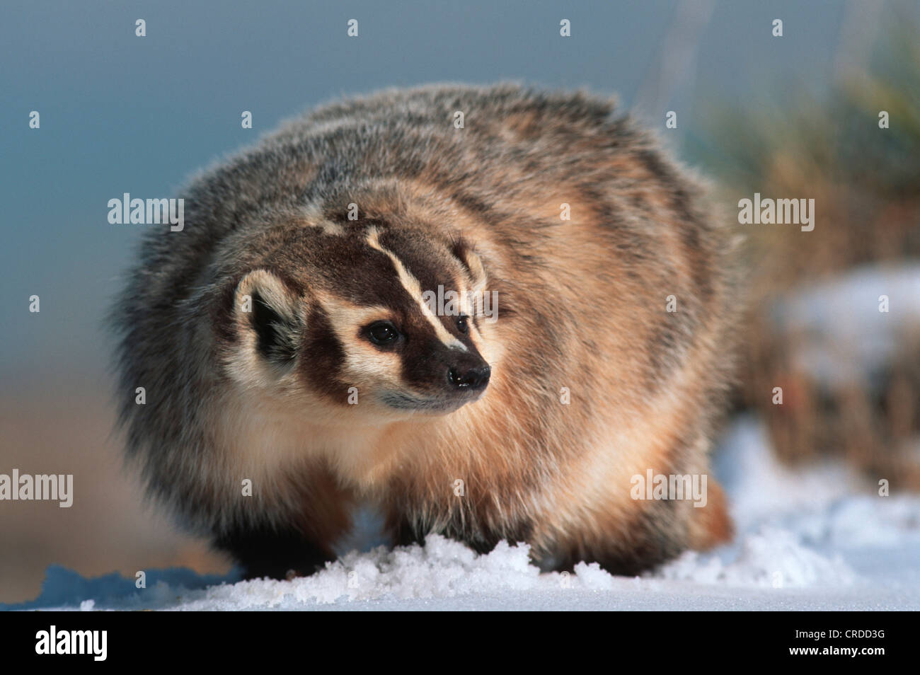 American Badger In Snow High Resolution Stock Photography and Images ...