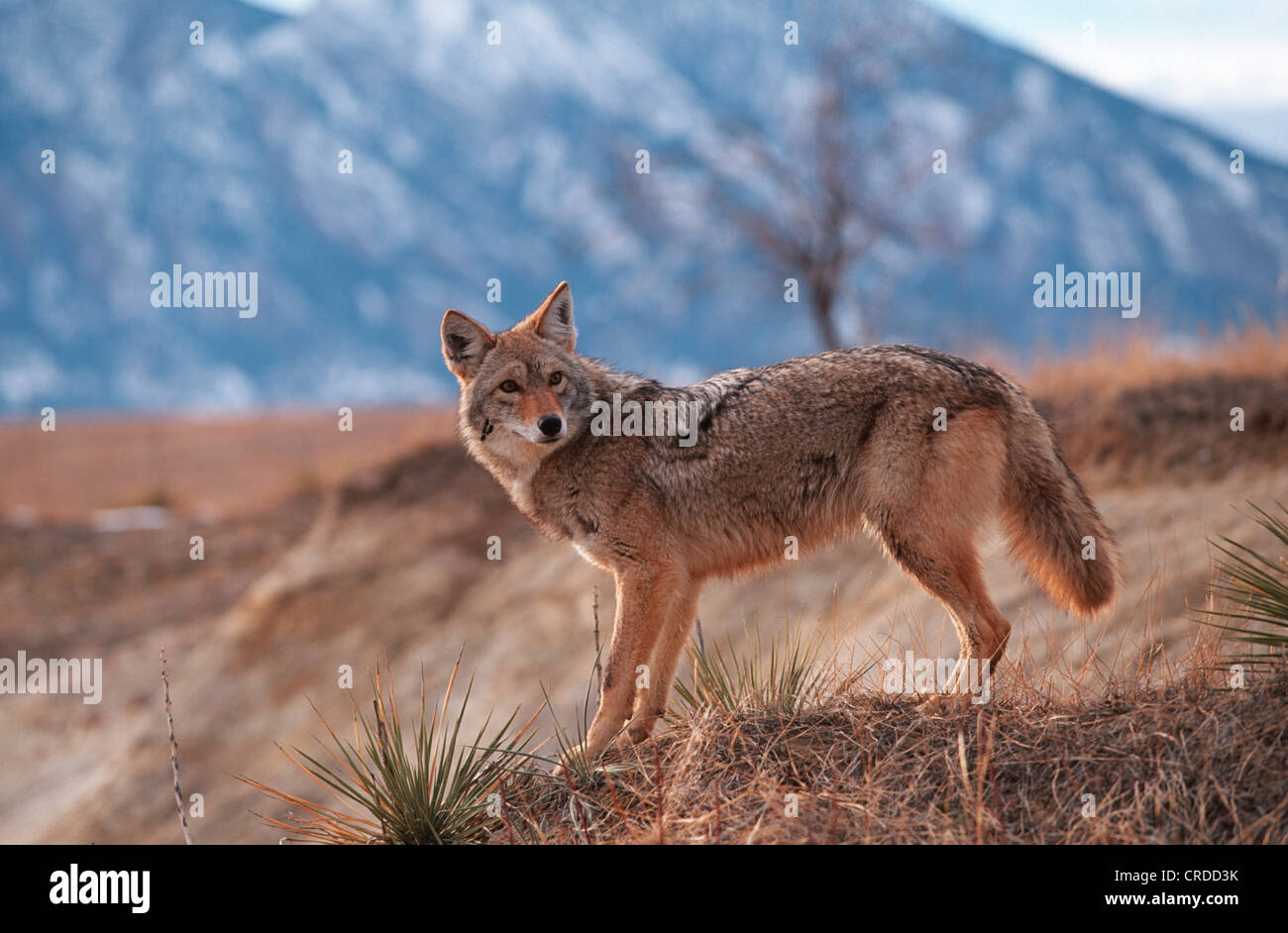 coyote (Canis latrans), in habitat Stock Photo - Alamy