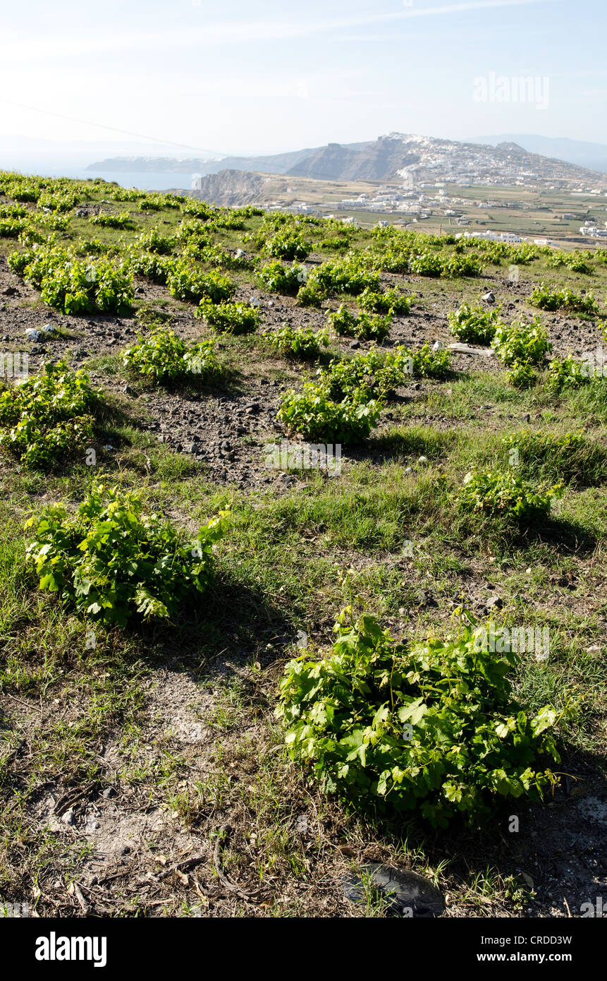 Vineyards Santorini Greece Stock Photo - Alamy