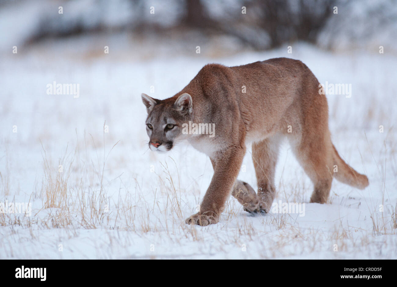 puma, mountain lion, cougar (Puma concolor, Profelis concolor), female ...