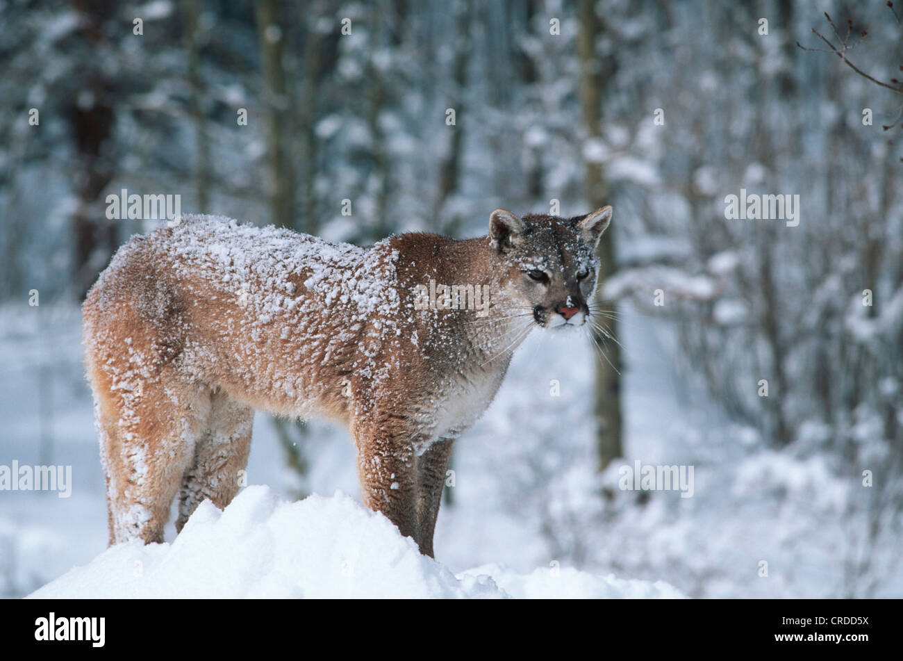 puma, mountain lion, cougar (Puma concolor, Profelis concolor), snow ...