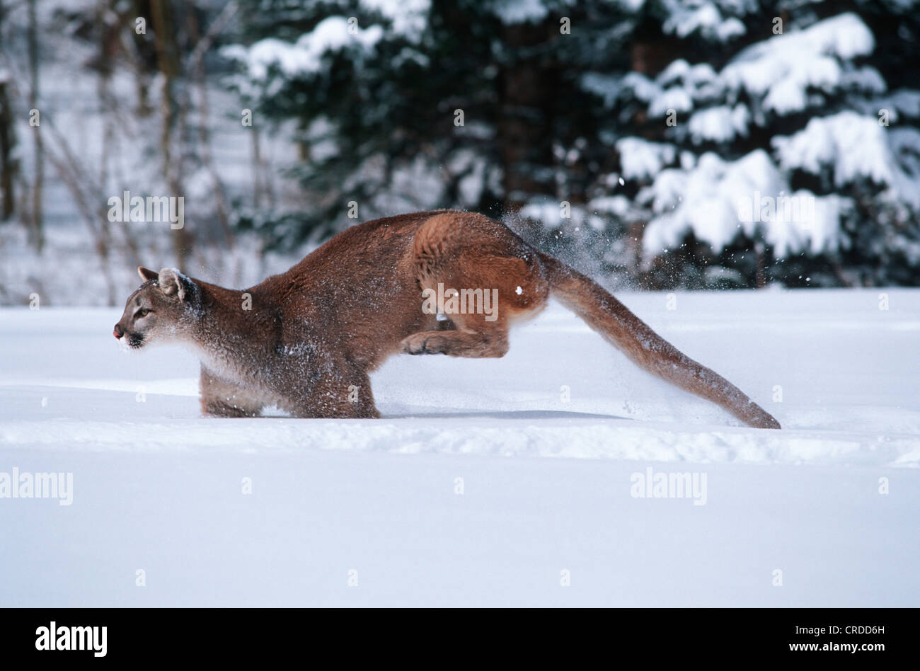 Cougar puma jumping hi-res stock photography and images - Alamy
