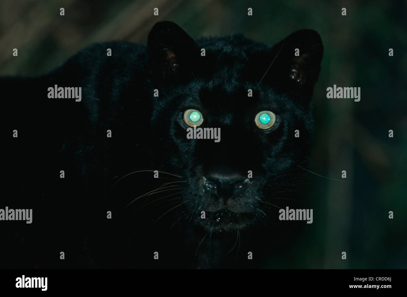 Eyeshine hi-res stock photography and images - Alamy