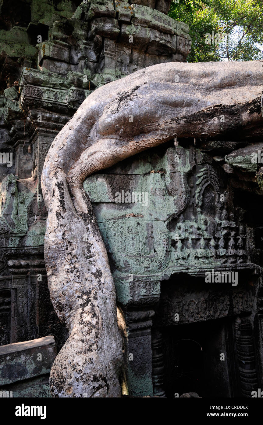 Large tree root on historic ruins, Ta Prohm temple, temple complex of ...