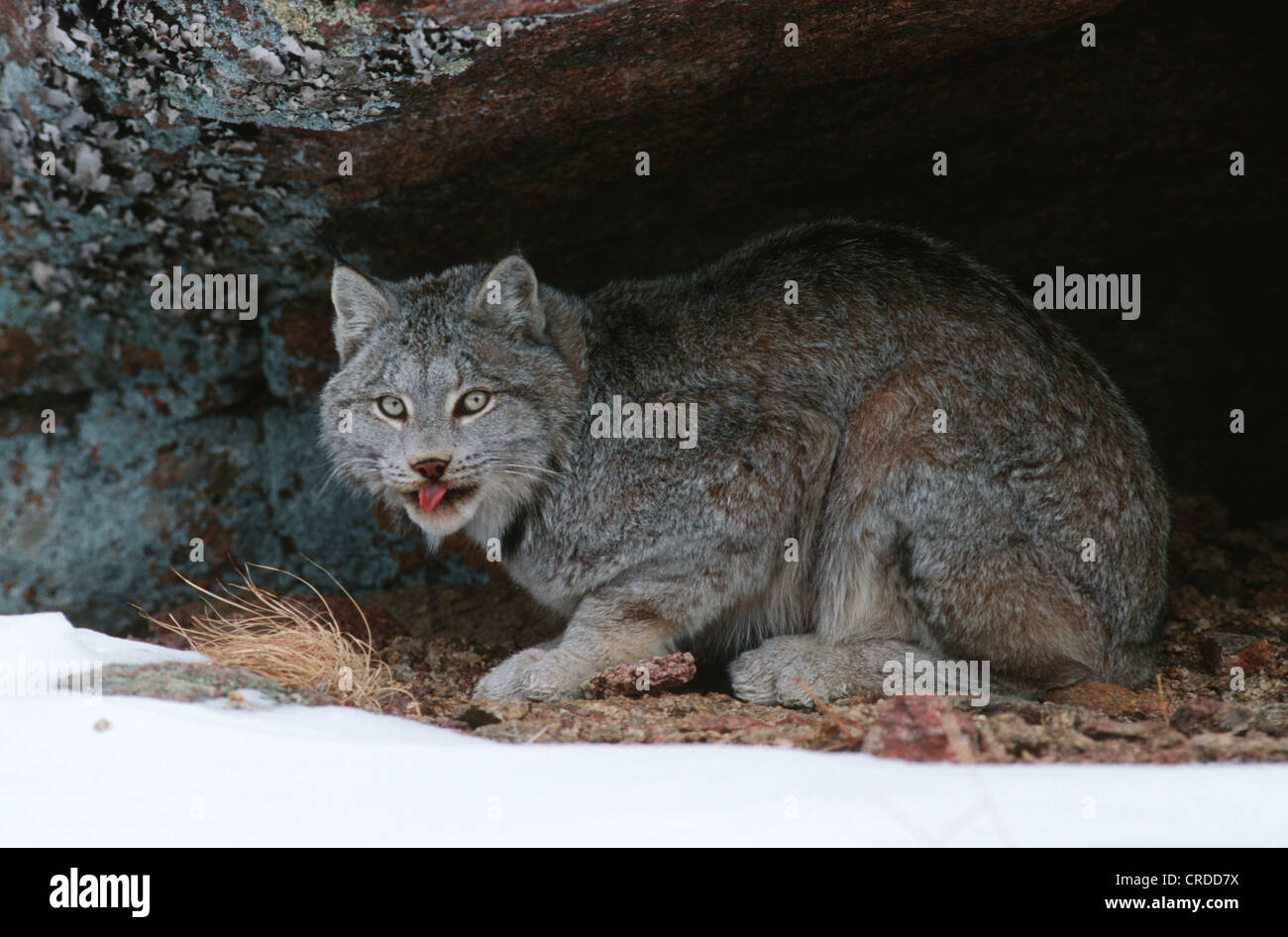Canadian lynx, silver lynx (Lynx canadensis), in cave Stock Photo - Alamy