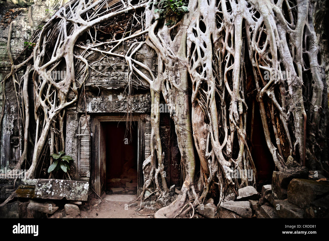 Overgrown jungle temple hi-res stock photography and images - Alamy