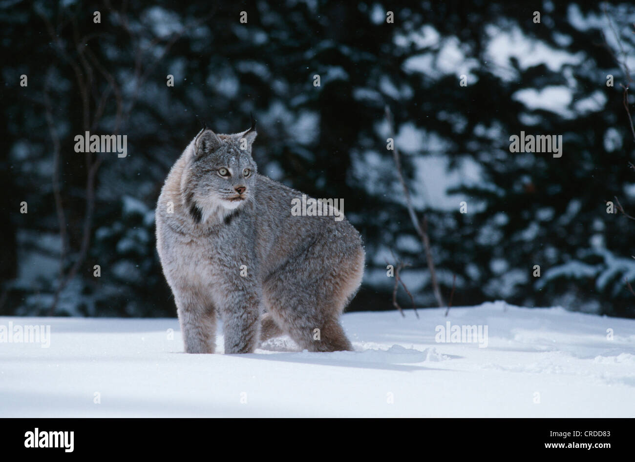 Canadian lynx, silver lynx (Lynx canadensis), in snow Stock Photo - Alamy