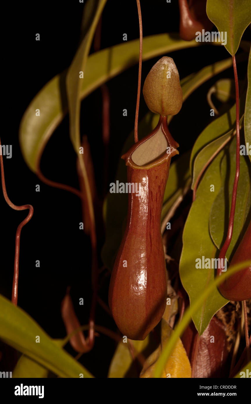 Carnivorous Pitcher Plant Stock Photo - Alamy