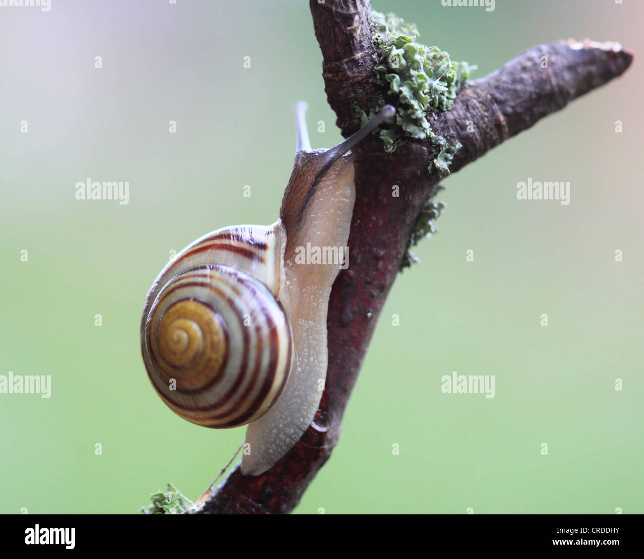 English garden snail hi-res stock photography and images - Alamy