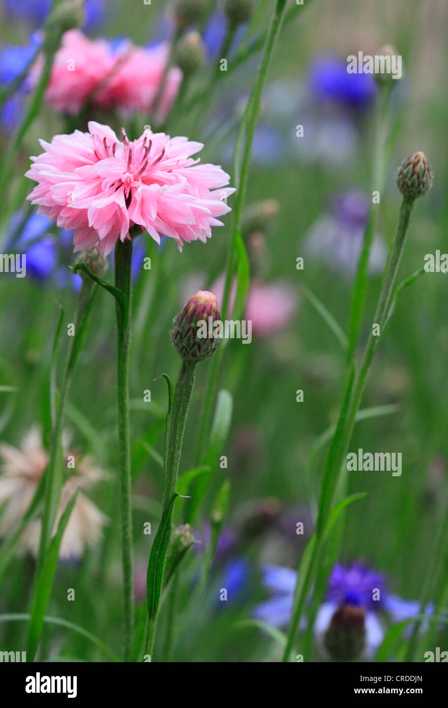 Wild Flower Meadow Britain High Resolution Stock Photography and Images ...