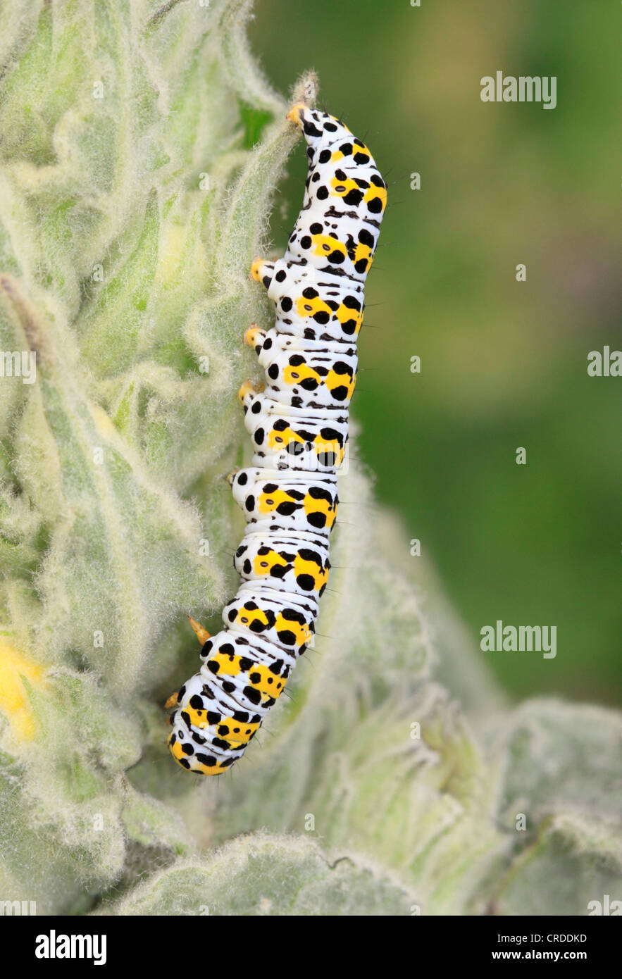 Mullein Moth Caterpillar Uk Stock Photos & Mullein Moth Caterpillar Uk ...
