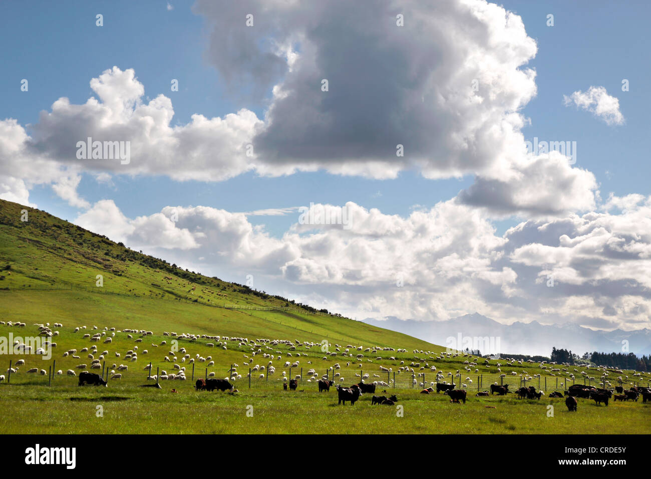 Cattle sheep hi-res stock photography and images - Alamy
