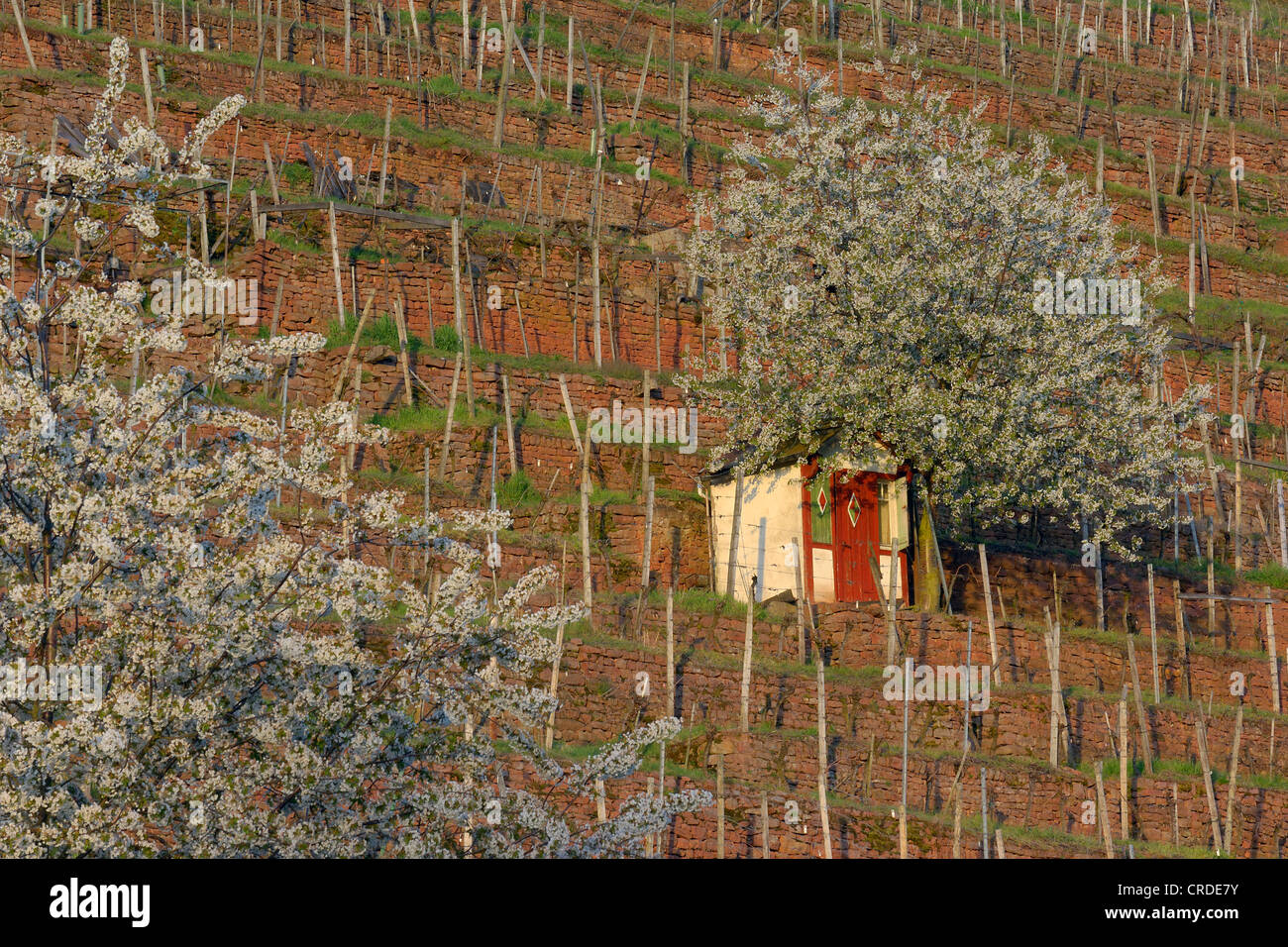 Duo cherry tree hi-res stock photography and images - Alamy