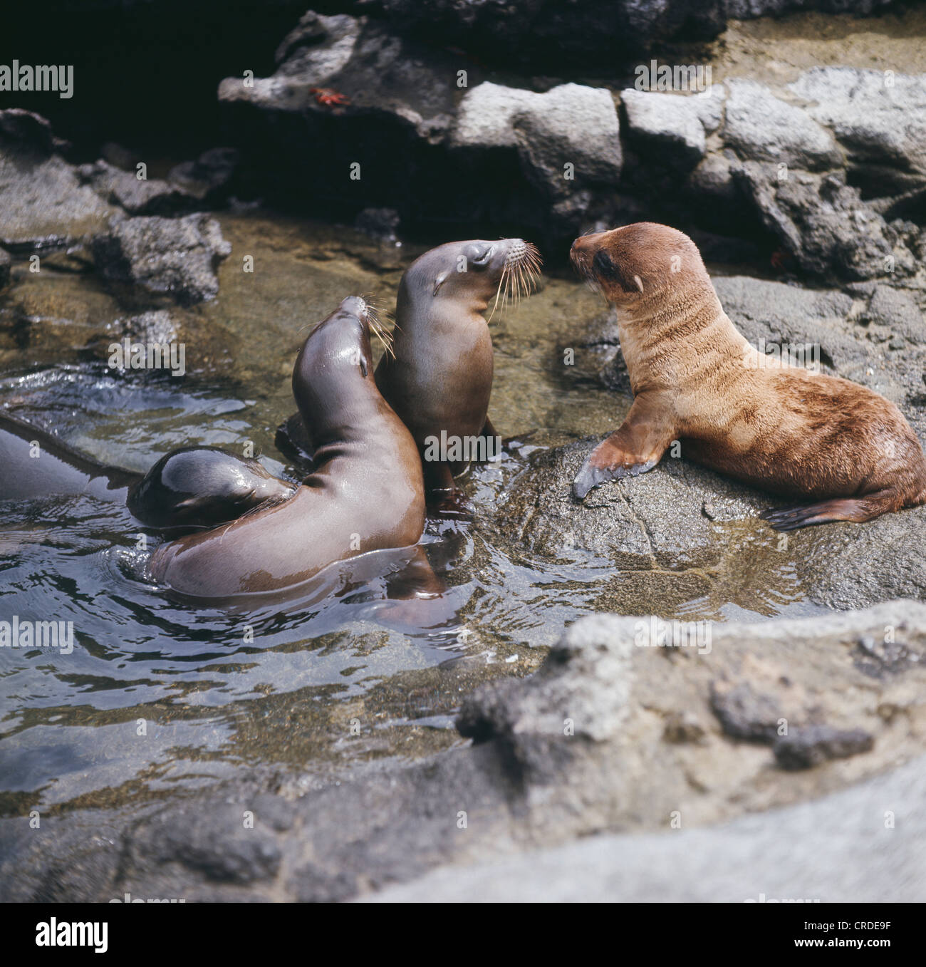 YOUNG AND ADULT SEA LIONS OR EARED SEALS / GALAPAGOS ISLANDS Stock ...
