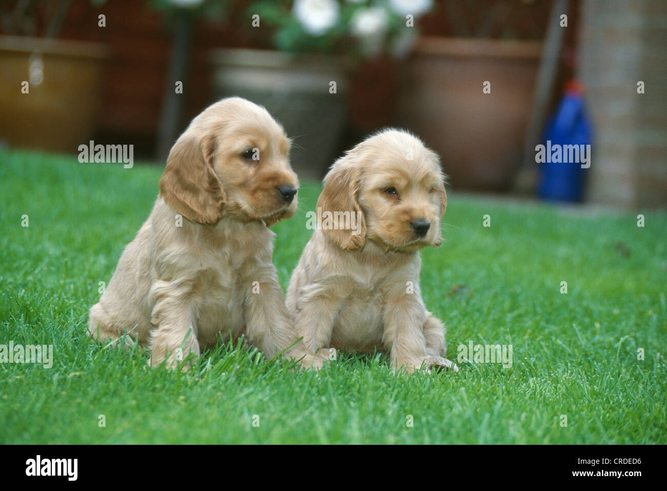 TWO ENGLISH COCKER SPANIEL PUPPIES / IRELAND Stock Photo - Alamy