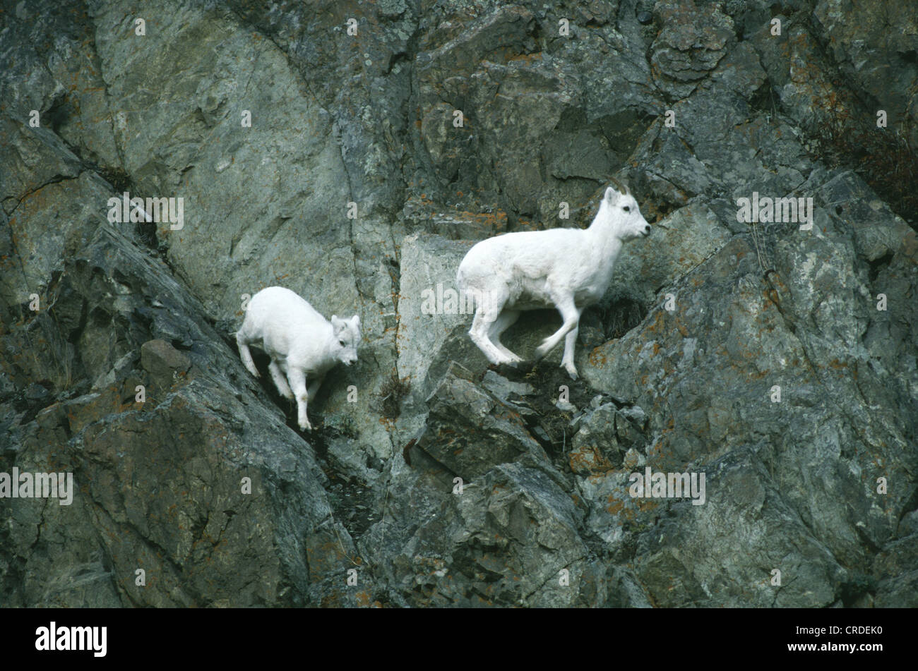 DALL SHEEP EWE WITH LAMB CLIMBING MOUNTAIN (OVIS DALLI) / ALASKA Stock ...