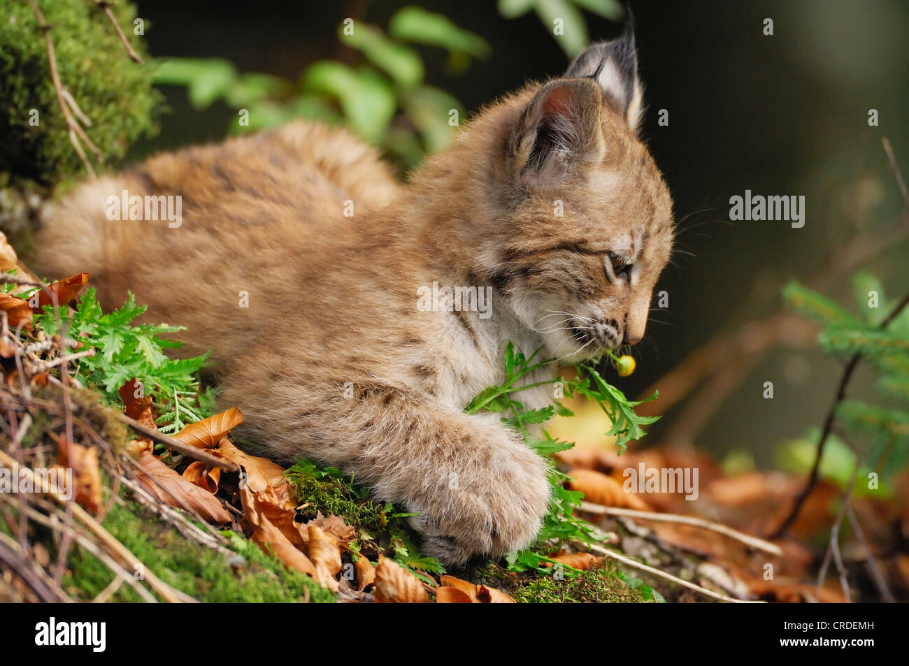 Eurasian lynx lynx lynx lying on forest ground hi-res stock photography ...