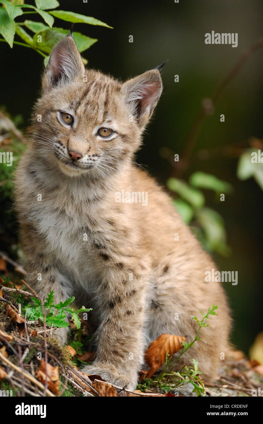 Eurasian lynx (Lynx lynx), young sitting on the forest ground, Germany ...