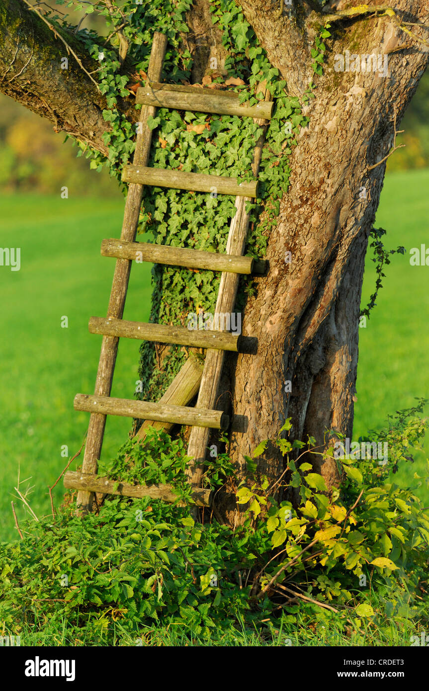 Ladder leaning against tree hi-res stock photography and images - Alamy