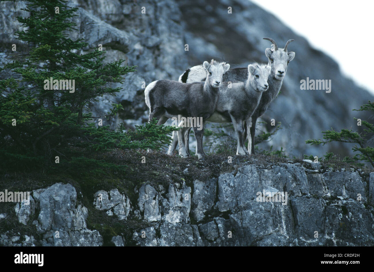 STONE SHEEP (EWE AND LAMBS ON MOUNTAIN LEDGE) (OVIS DALLI STONEI ...
