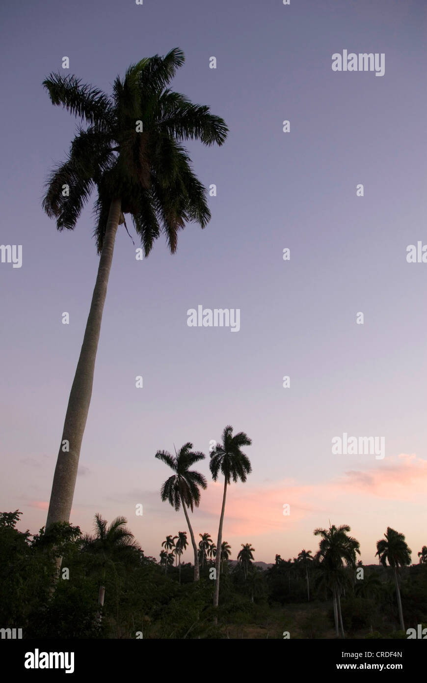 Tal palm hi-res stock photography and images - Alamy