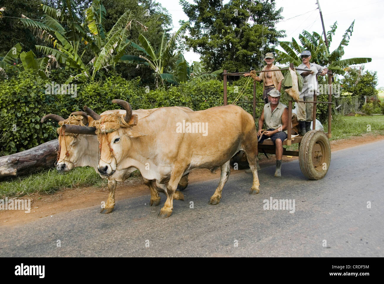 domestic cattle (Bos primigenius f. taurus), oxcart at Espana ...