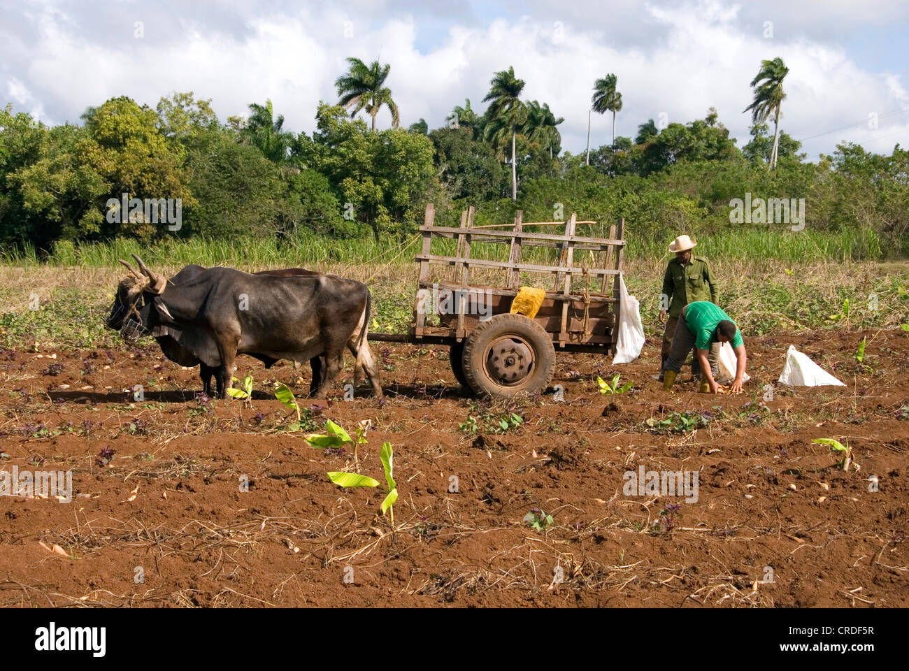 Latin american livestock breeds hi-res stock photography and images - Alamy