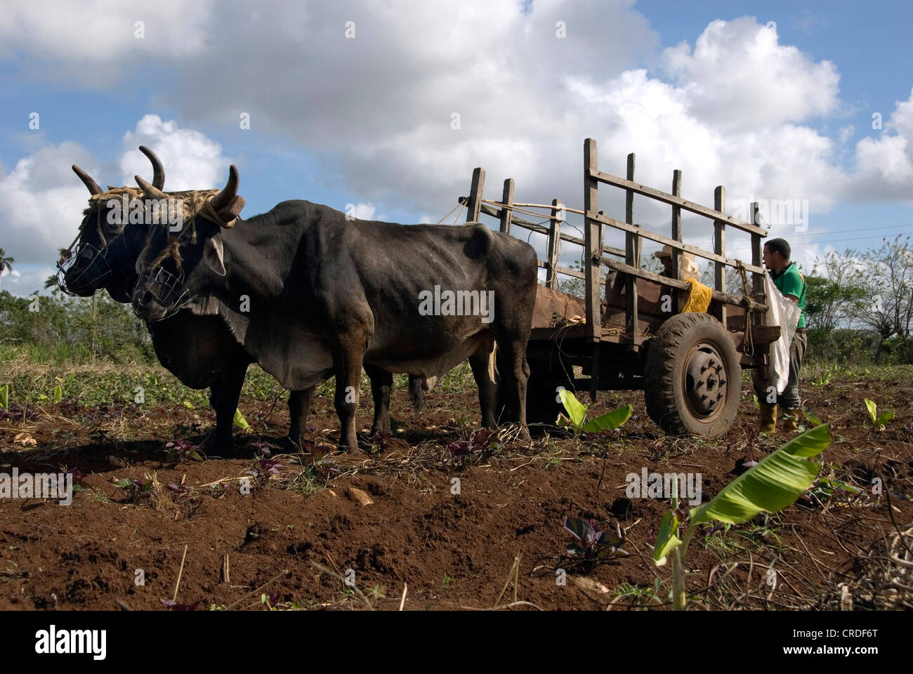 domestic cattle (Bos primigenius f. taurus), oxkart at Espana ...