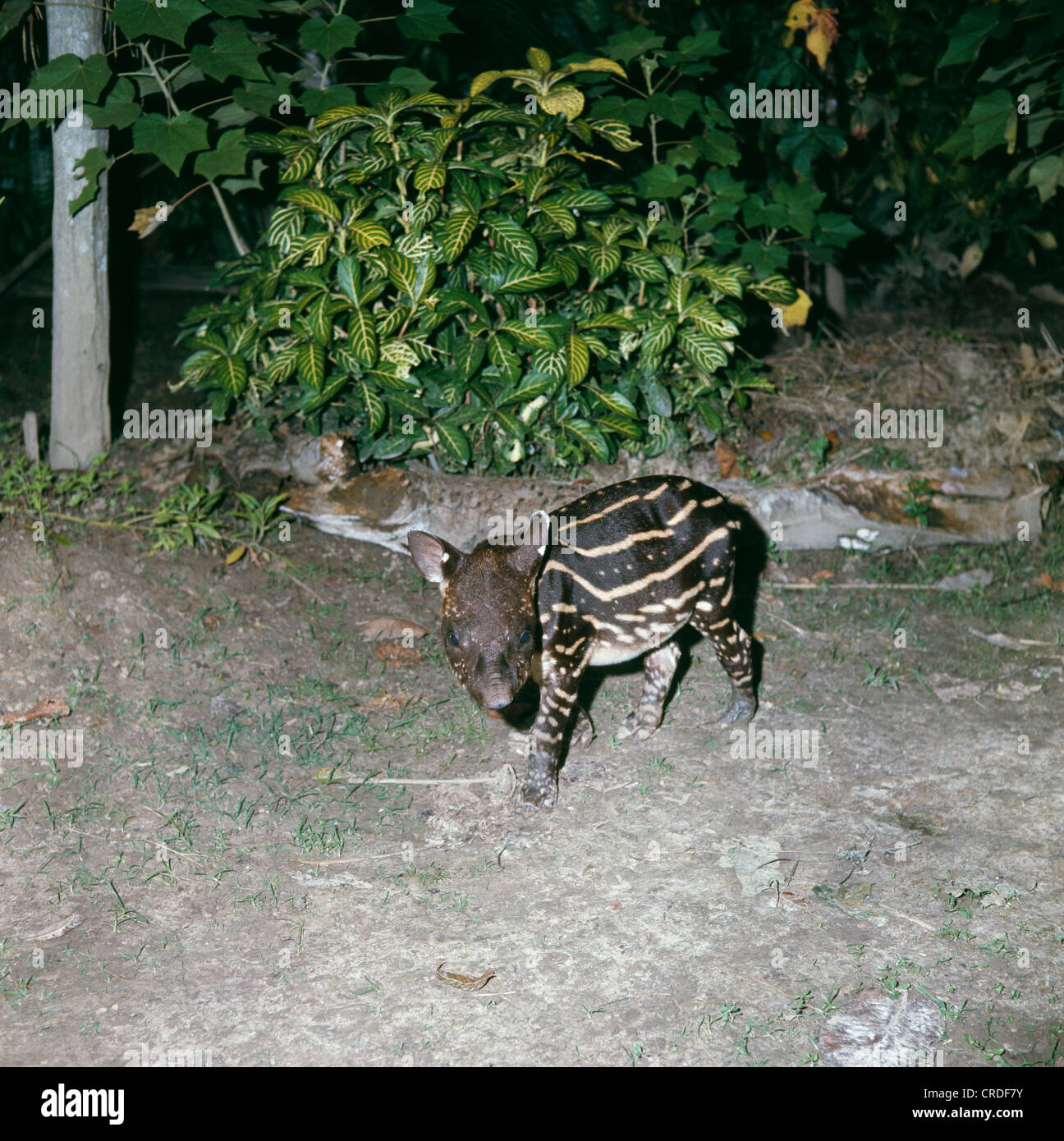 Striped tapirs hi-res stock photography and images - Alamy