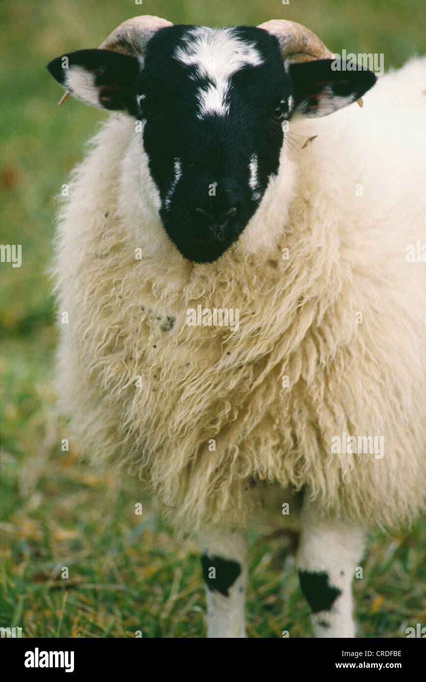 SCOTTISH HIGHLAND EWE Stock Photo - Alamy