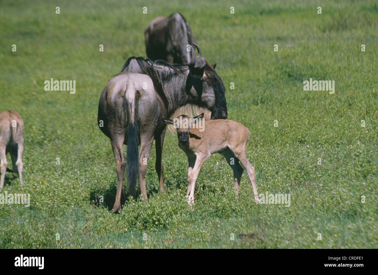 Gnue hi-res stock photography and images - Alamy