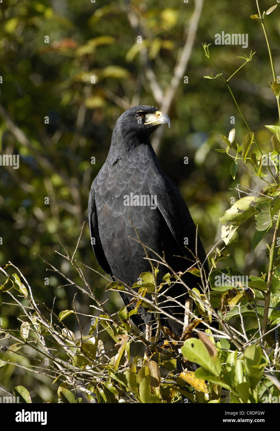 great black hawk (Buteogallus urubitinga), on shrub, Brazil, Pantanal ...