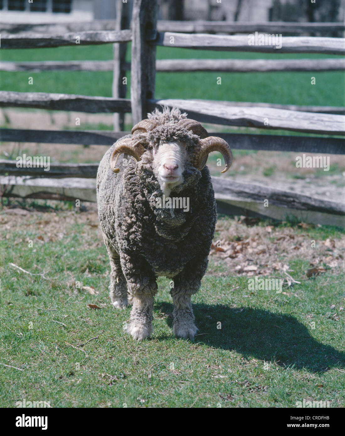 Merino sheep with horns hi-res stock photography and images - Alamy