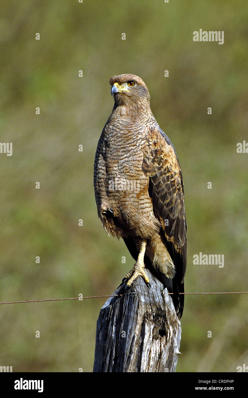 savannah hawk (Buteogallus meridionalis), on fence, Brazil, Pantanal ...