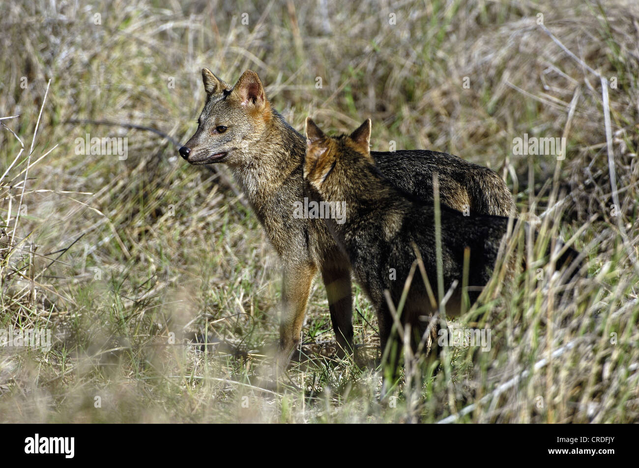 crab-eating fox, common zorro (Cerdocyon thous, Dusicyon thous), two ...