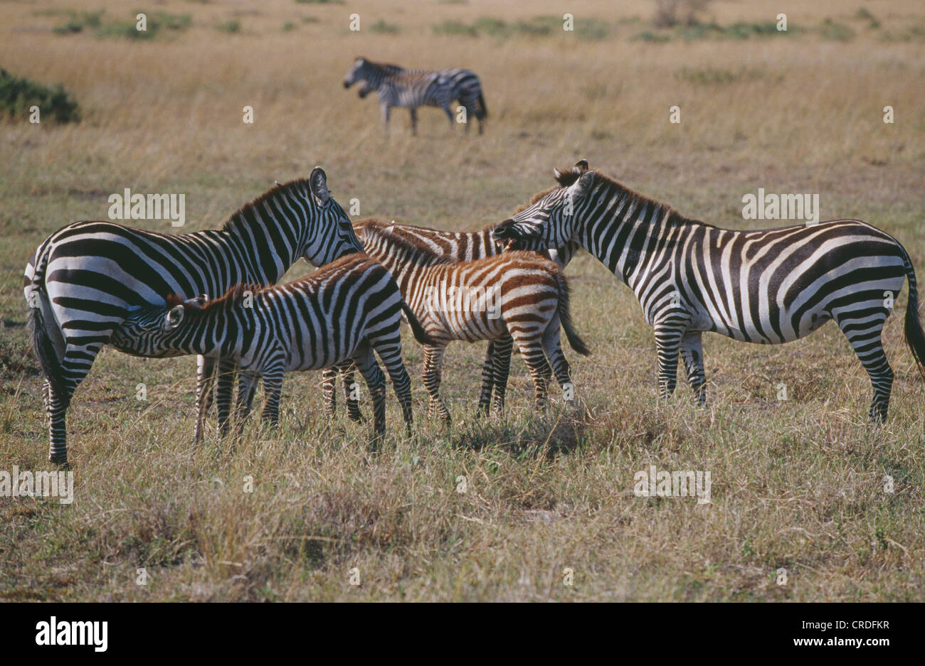 Baby zebra nursing hi-res stock photography and images - Alamy