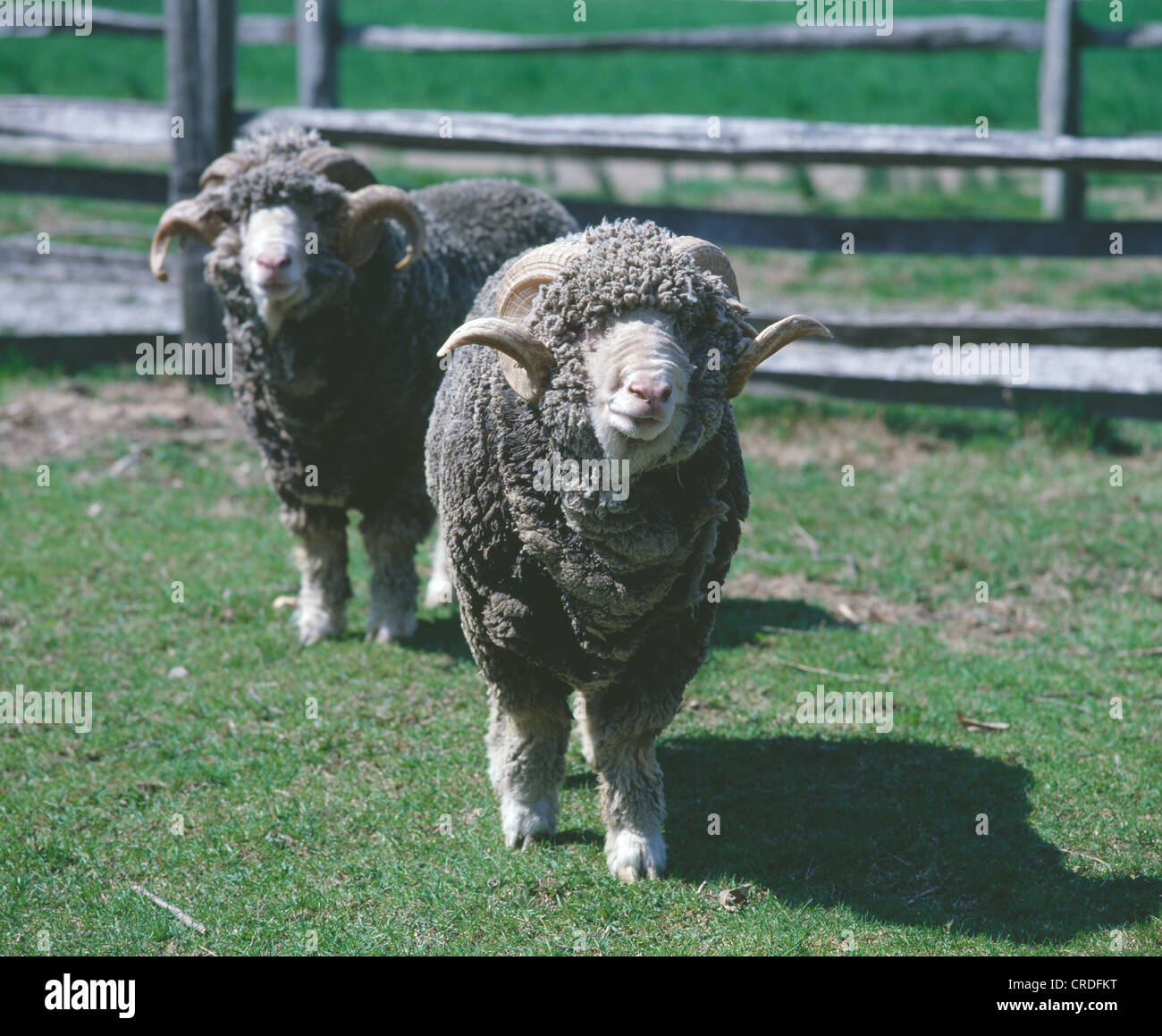 Merino sheep rams hi-res stock photography and images - Alamy