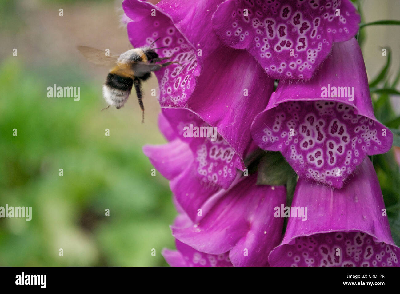 Purple Foxglove with Bee Stock Photo - Alamy