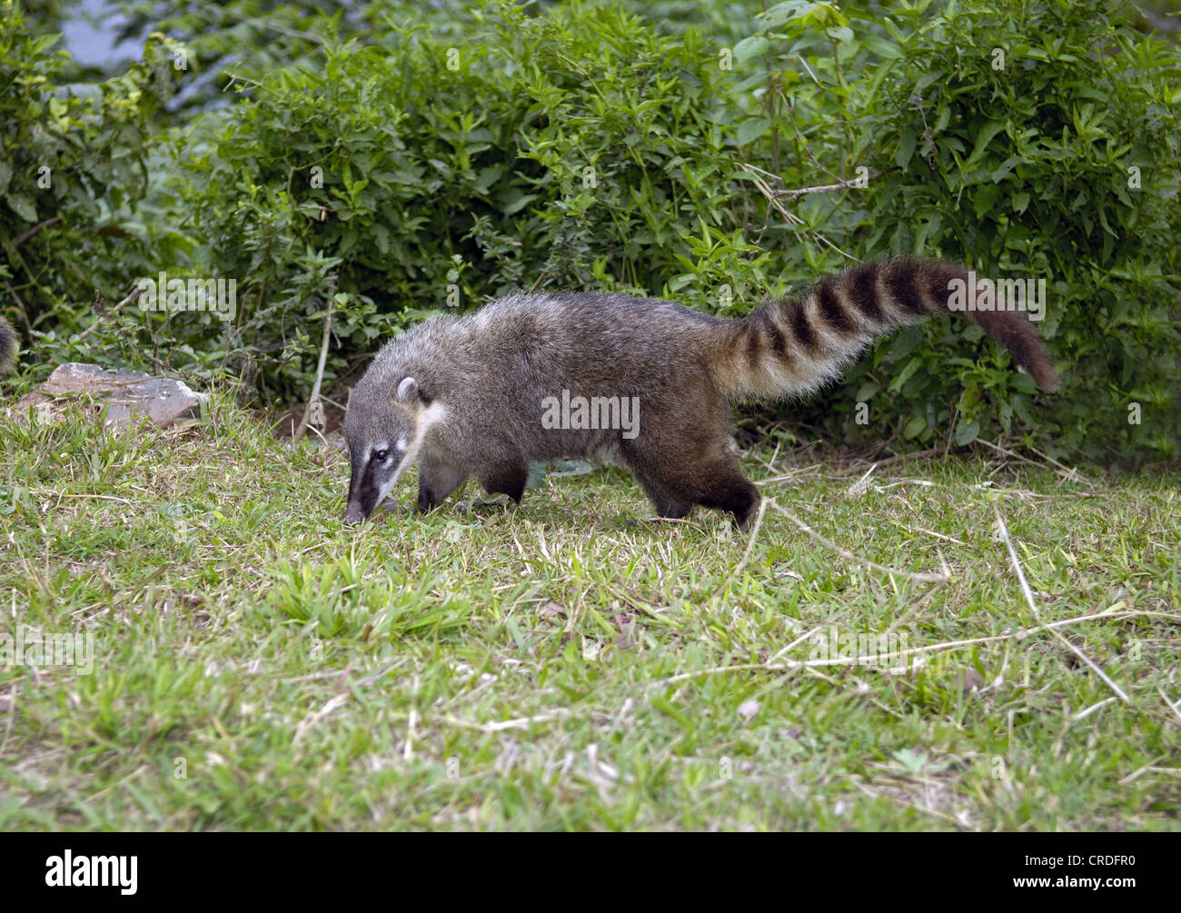 Coati strip hi-res stock photography and images - Alamy