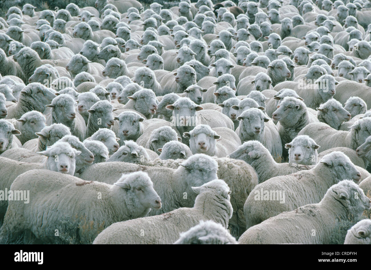 Rambouillet sheep hi-res stock photography and images - Alamy