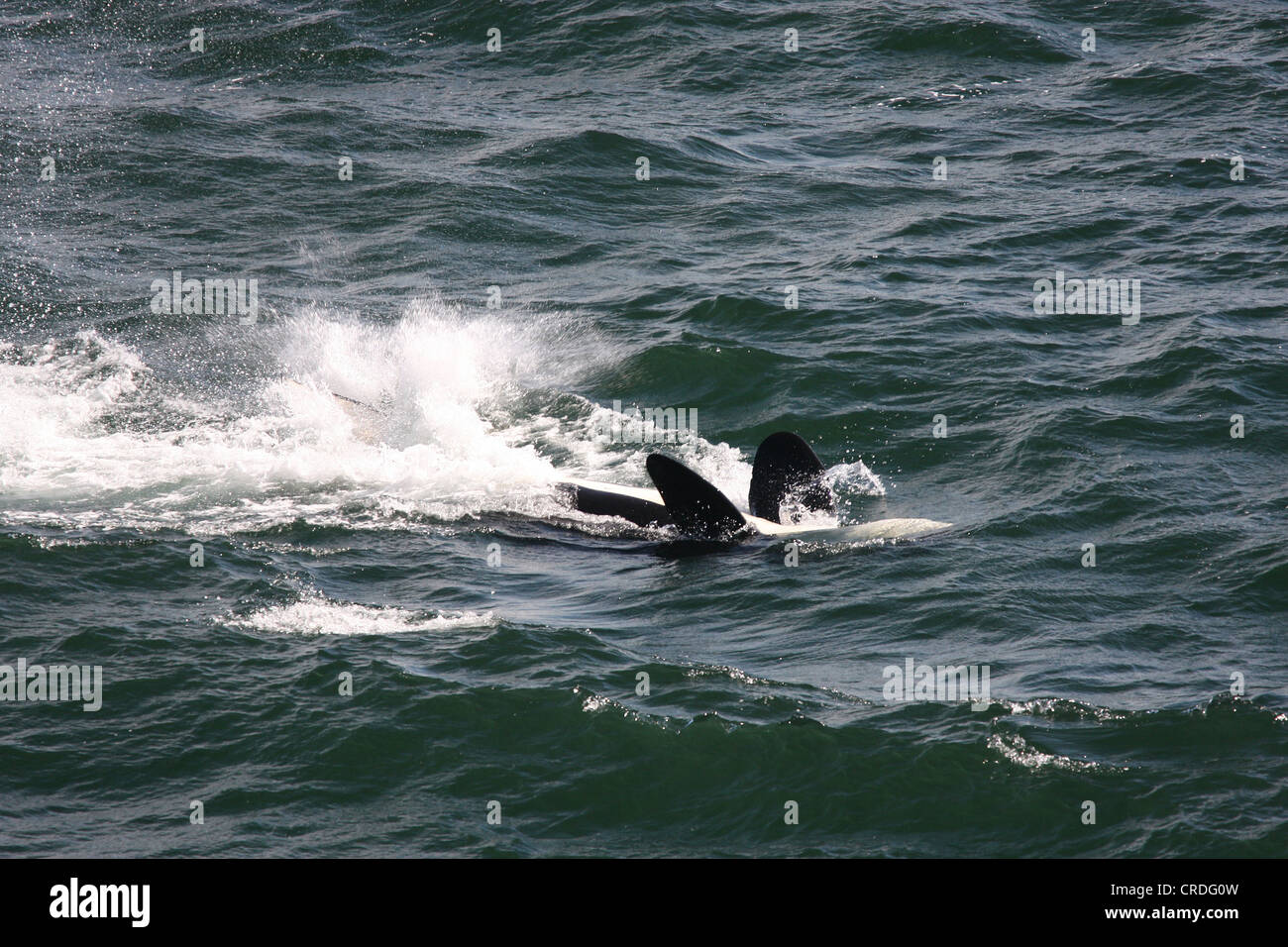 Killer Whale (Orca) slapping its tail while swimming on its back in ...