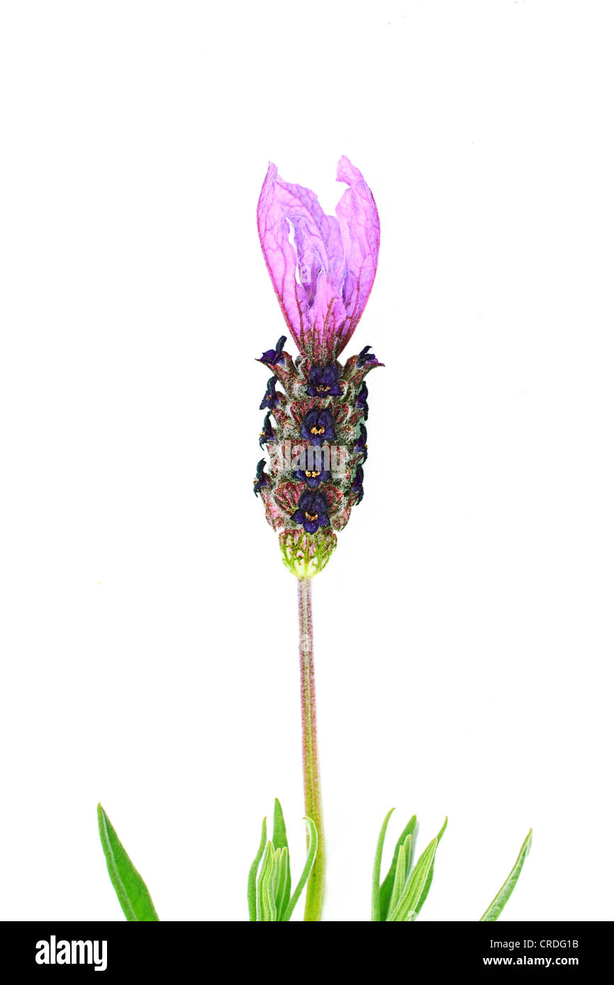 Single lavender flower hi-res stock photography and images - Alamy