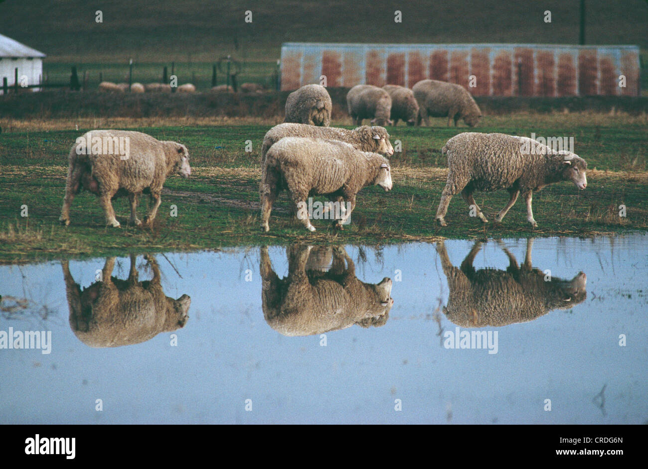 SHEEP RANCH SHEEP WALKING BESIDE POND WITH REFLECTION IN WATER NEAR ...