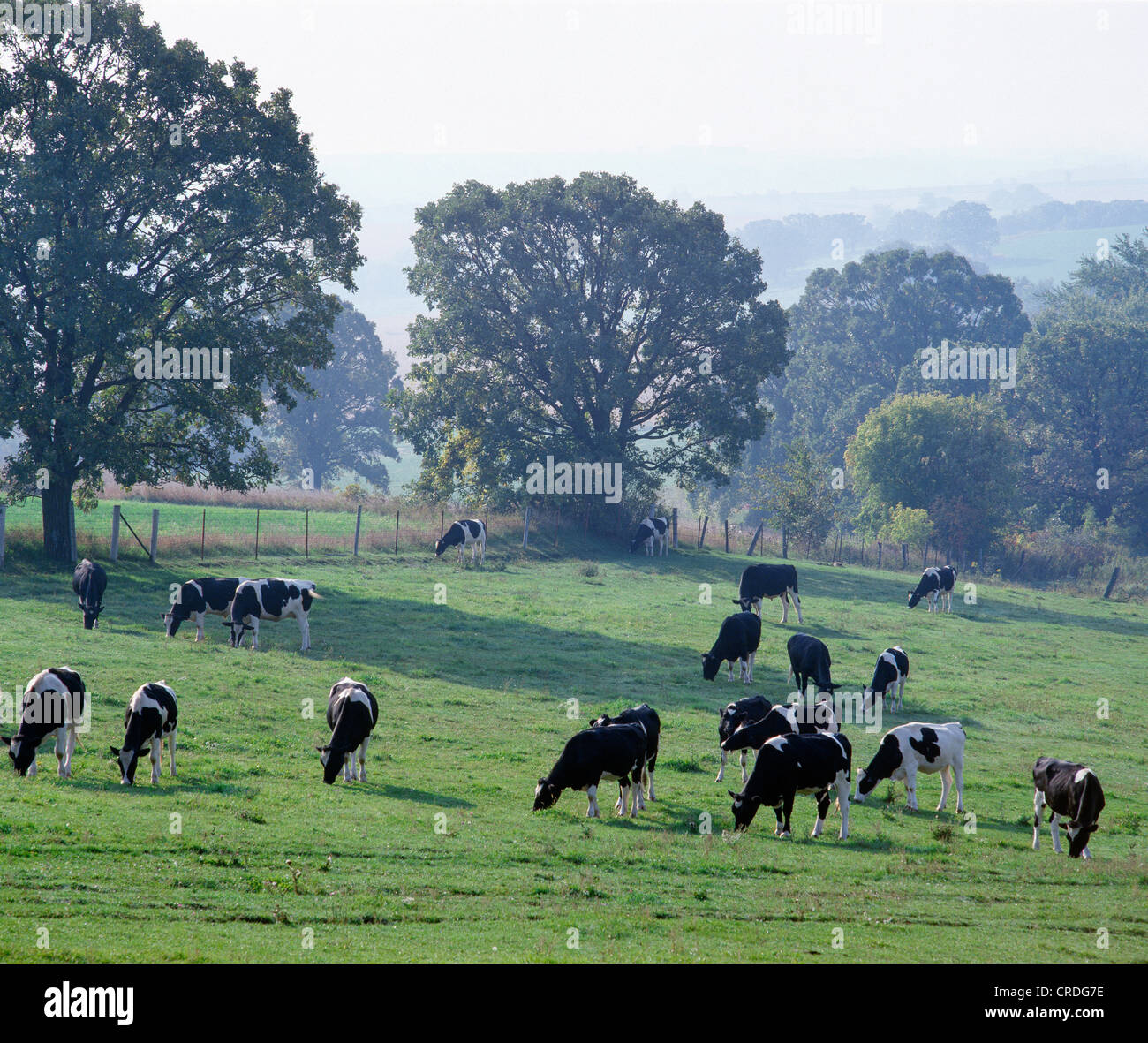 HOLSTEIN HEIFERS IN WISCONSIN PASTURE Stock Photo - Alamy