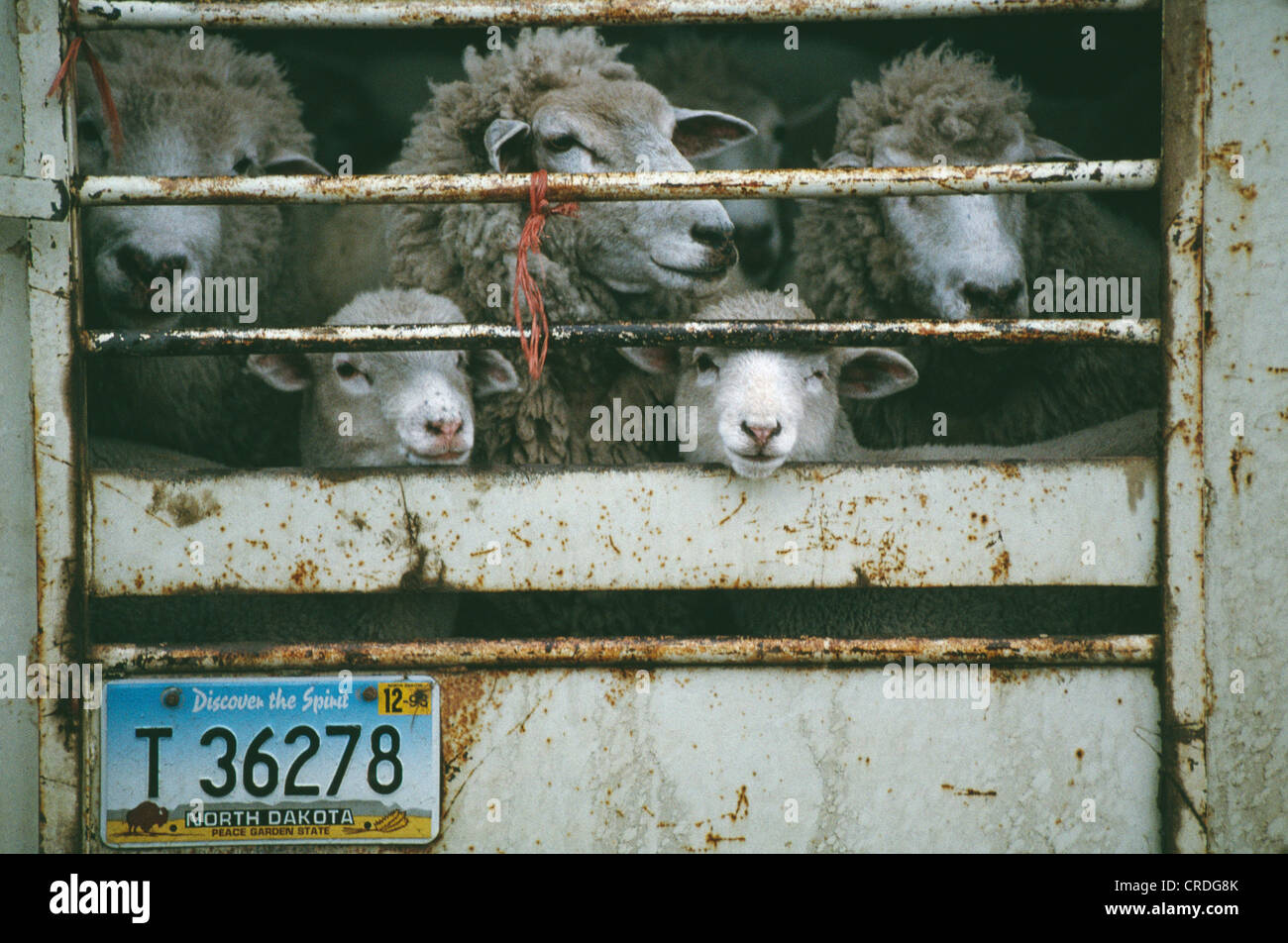 SHEEP IN TRAILER WAITING TO BE SHEARED (LICENSE PLATE) BISMARCK, NORTH ...