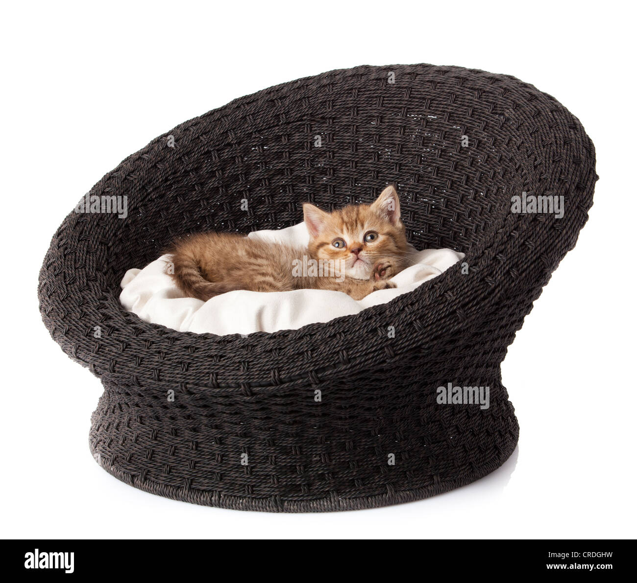 Baby cat sleeping Cut Out Stock Images & Pictures - Alamy