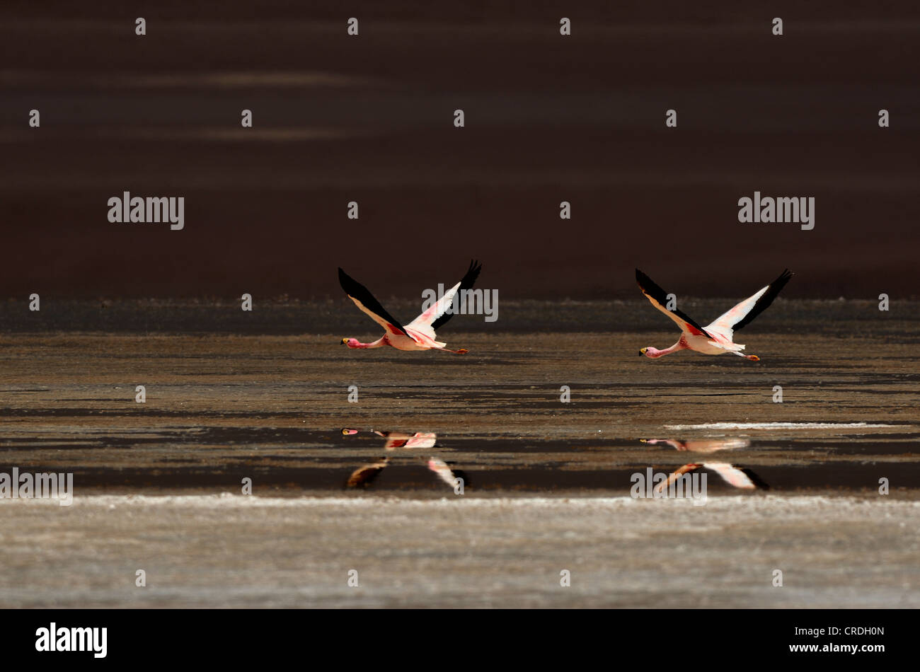 Flamingos flying water reflection hi-res stock photography and images ...