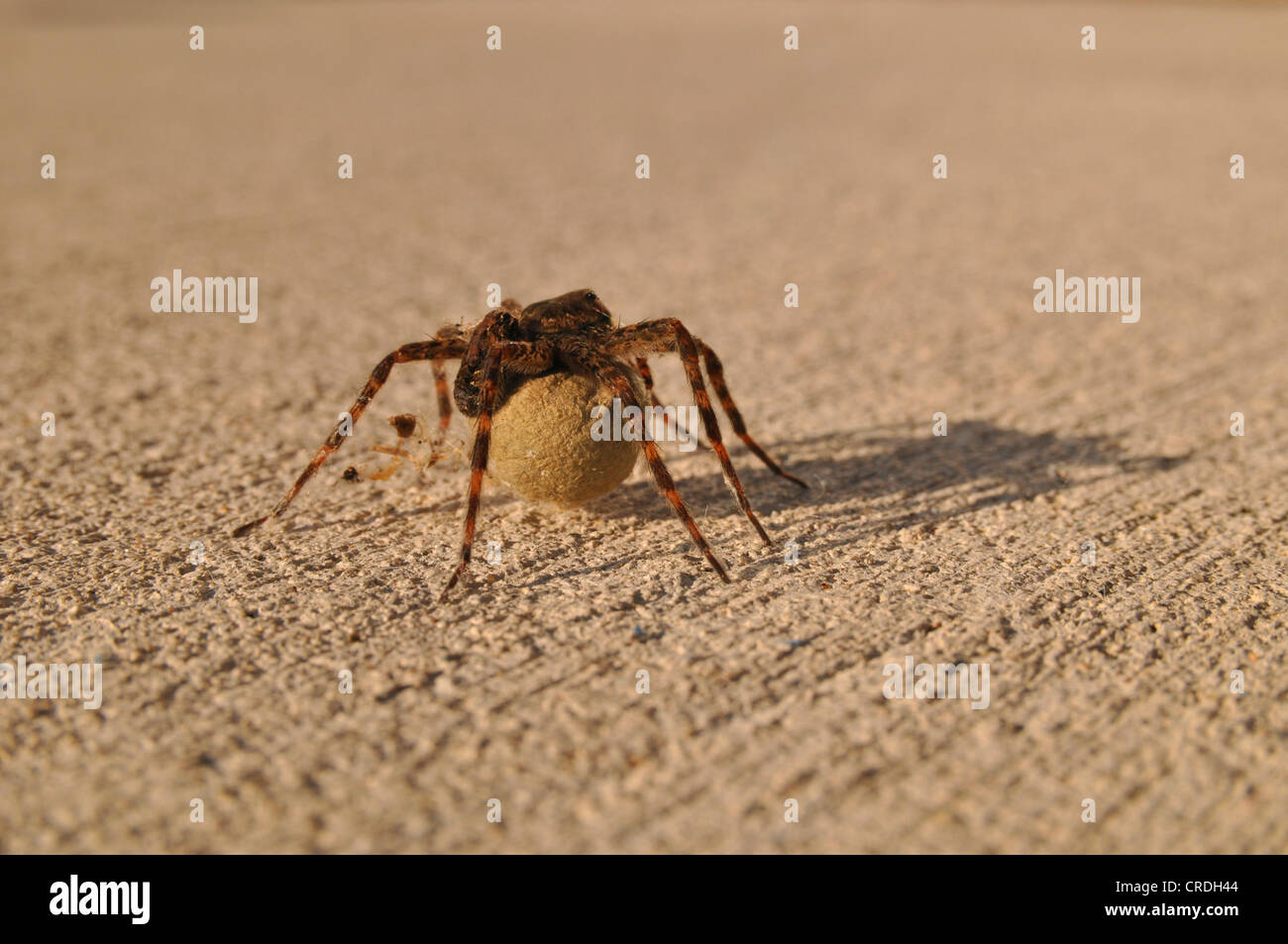 American nursery spider hi-res stock photography and images - Alamy