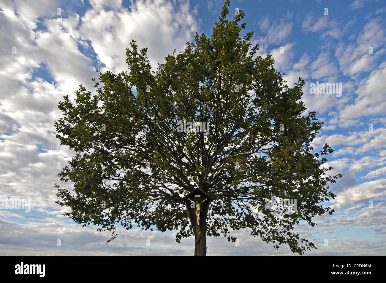 Map of sycamore hi-res stock photography and images - Alamy