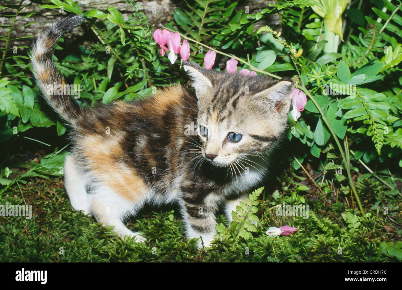 Calico cat heart not illustration hi-res stock photography and images ...